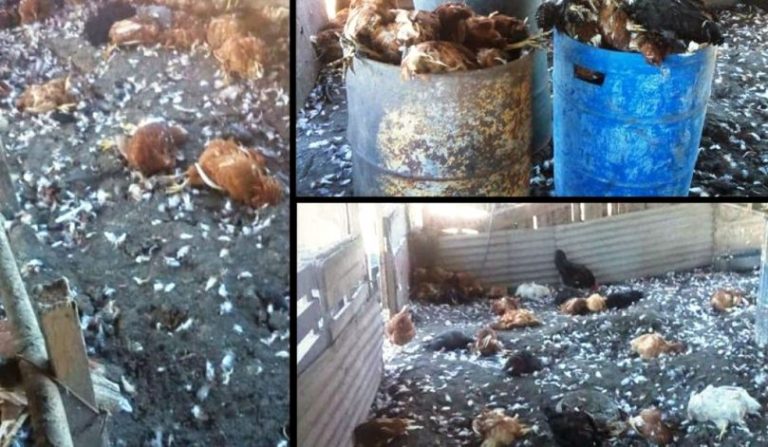 Perros cimarrones mataron 300 gallinas ponedoras – La Semana Entre Dos Ríos Perros cimarrones mataron 300 gallinas ponedoras – La Semana Entre Dos Ríos